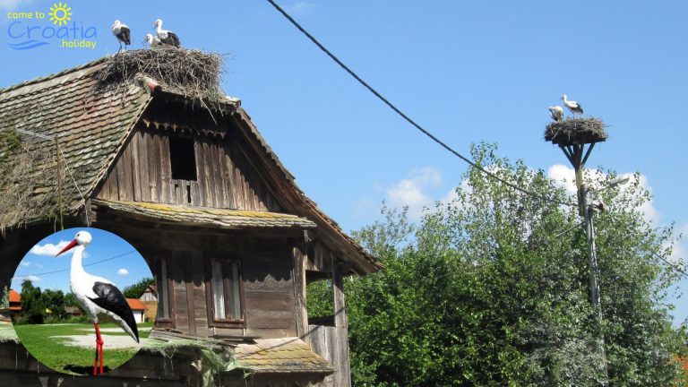 Čigoč Stork Village, a place where there are more storks than people
