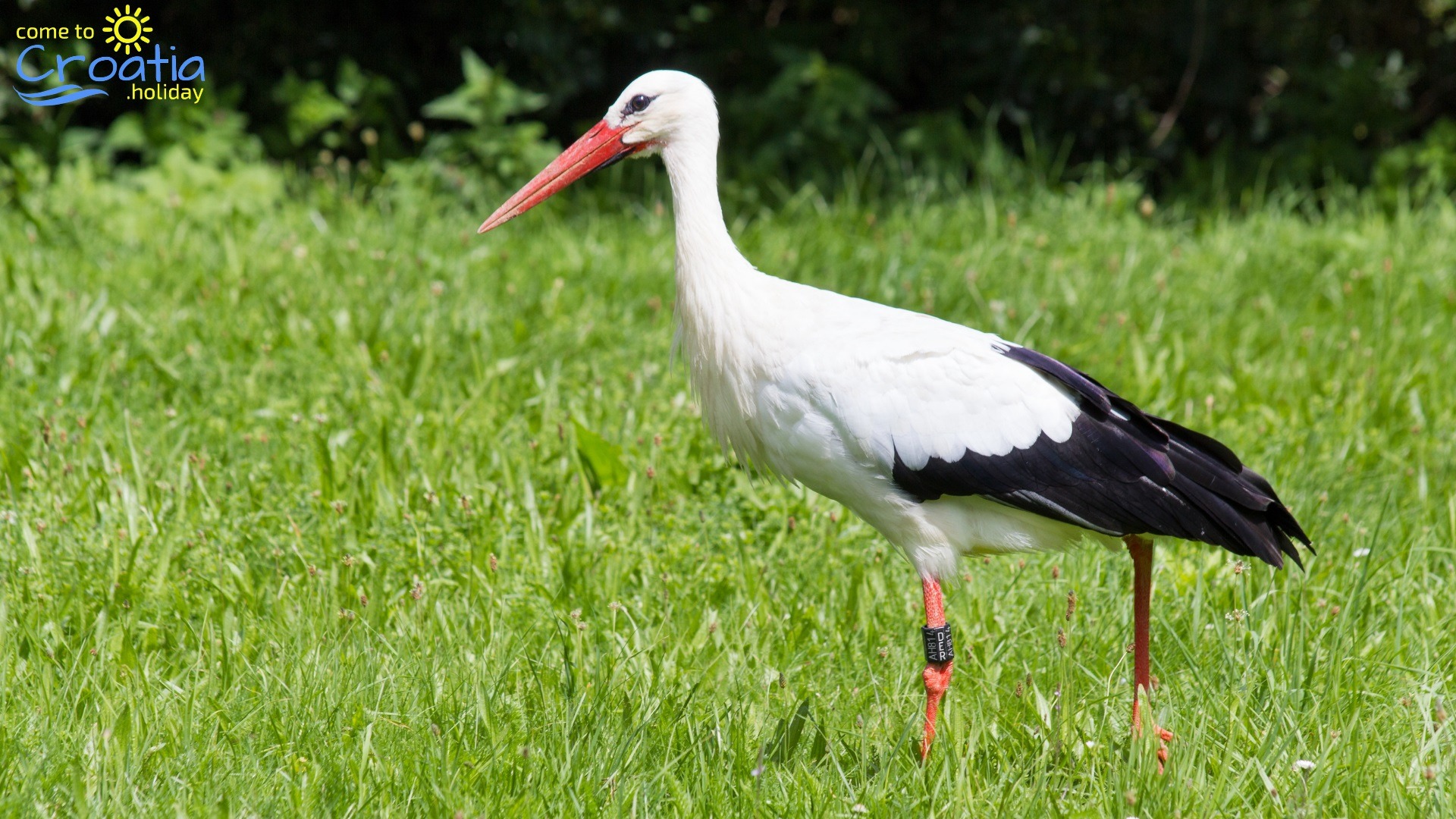 Čigoč Stork Village, a place where there are more storks than people