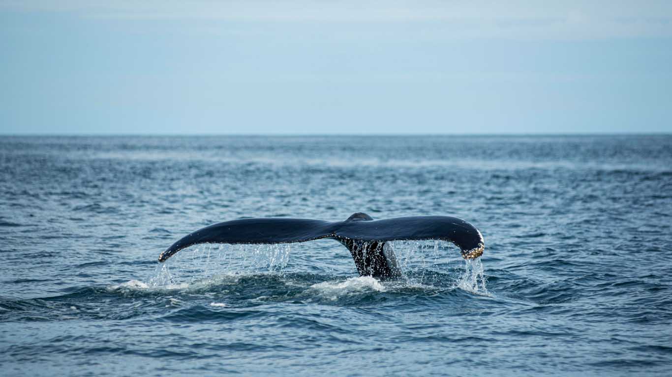 Rare Sighting of Whales Near Vis in Adriatic Sea