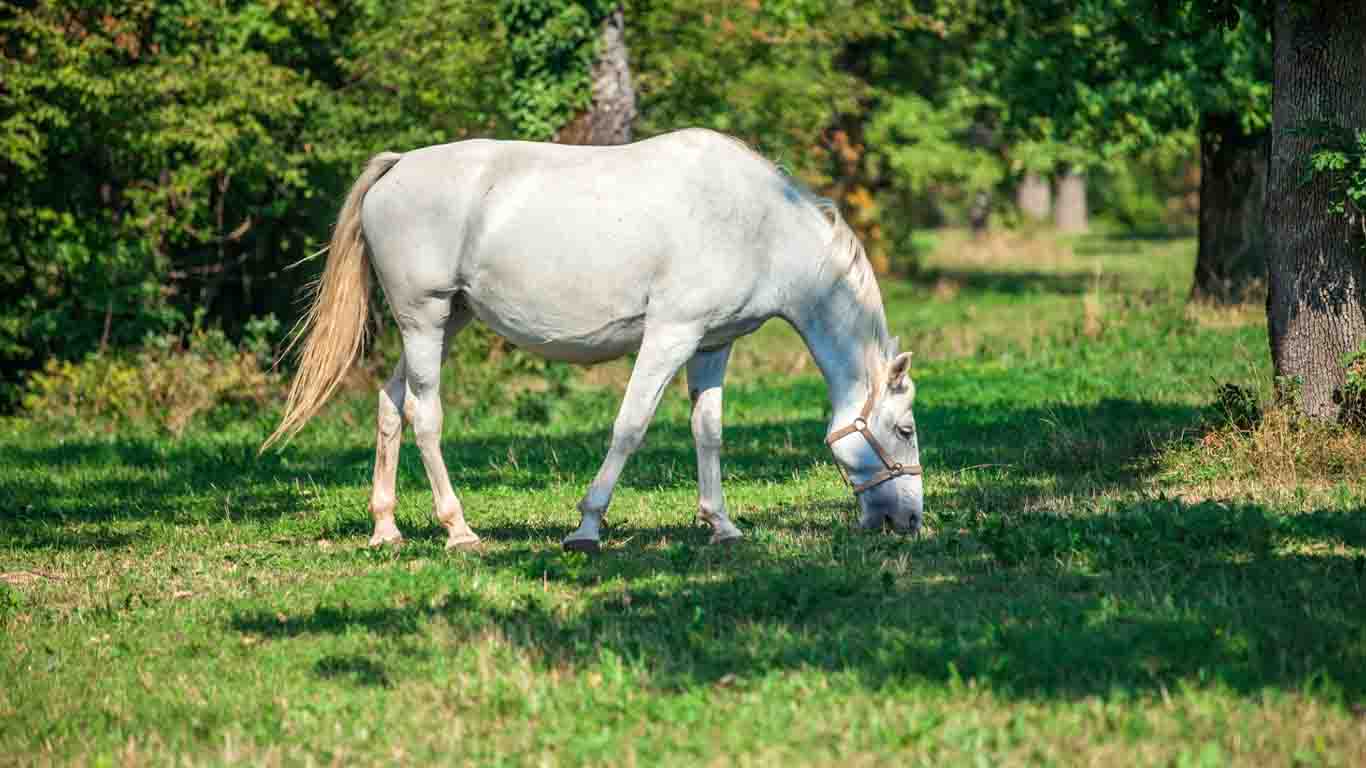 The Majestic Lippizaners: Exploring Croatia's Treasured Equine Heritage