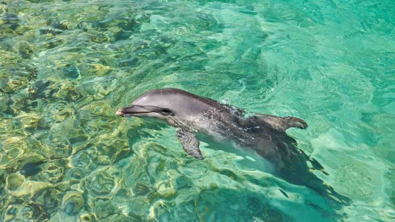 Dolphins Spotted in the Waters of Lošinj and Vis