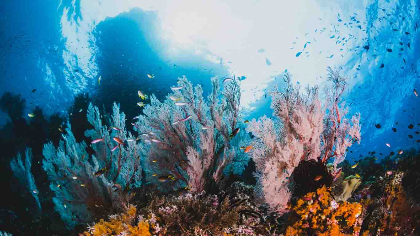 Zlarin Coral Center Opens its Doors This Weekend