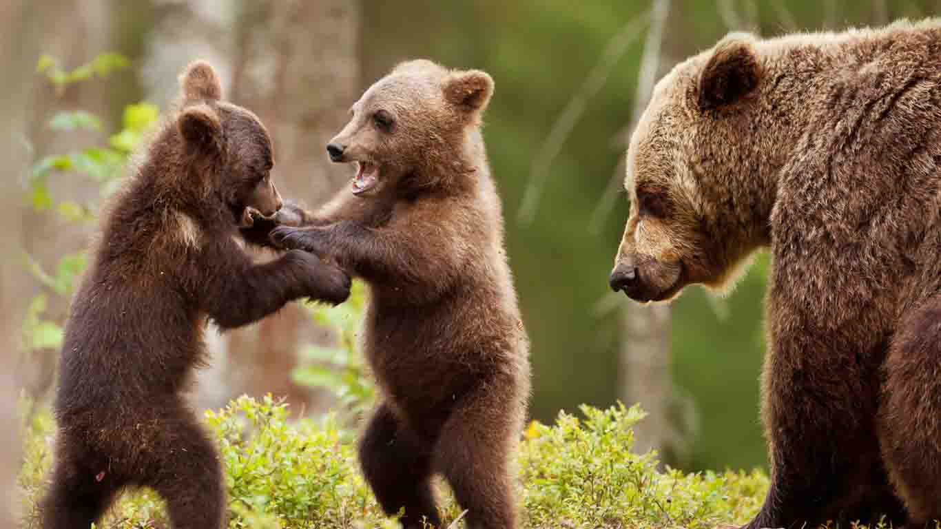 Kuterevo Bear Sanctuary